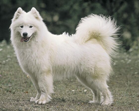 Samoyedo - Imagui