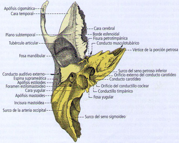 Anatomía y Neuroanatomía: Hueso Temporal. | Universidad Metropolitana ...