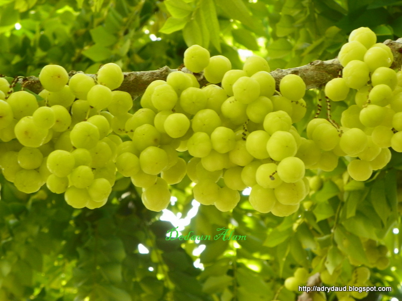 Dedaun Alam: Buah Cermai