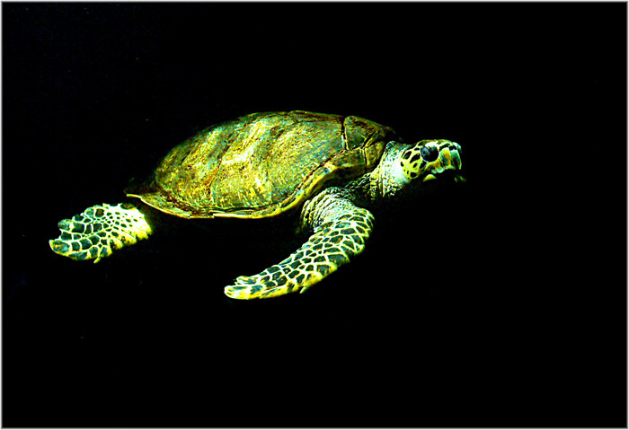 Artes de Pesca: VAMOS A PESCAR TORTUGA VERDE