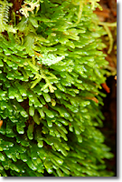 Embryophytas: Hepáticas