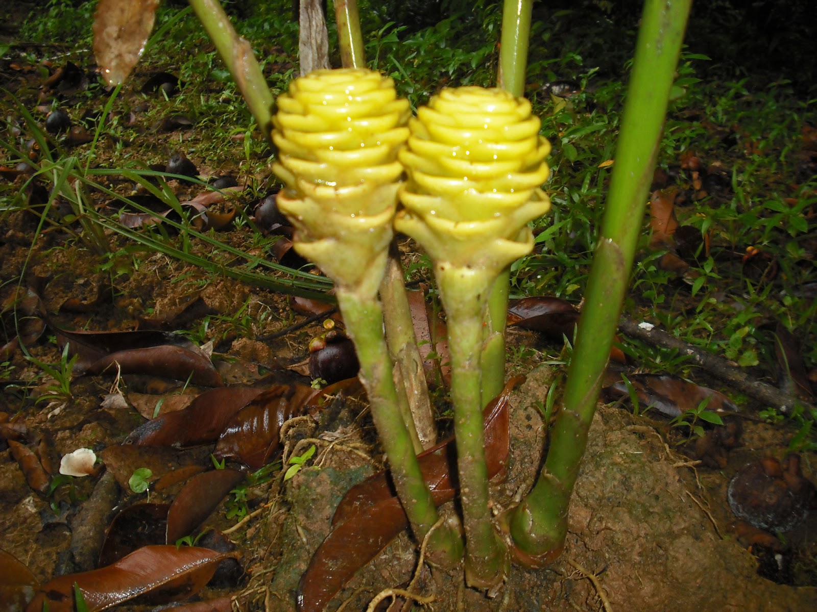 Diet Sihat: Bunga Lengkuas