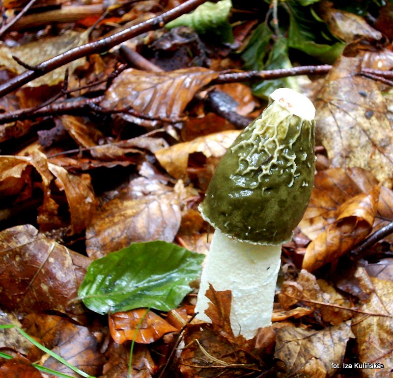 Sromotnik smrodliwy, sromotnik bezwstydny | Smaczna Pyza