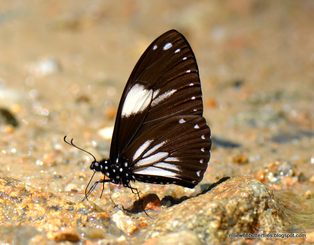 The Forested Path (and Beyond): BUTTERFLIES of RAUB: The Great Blue ...