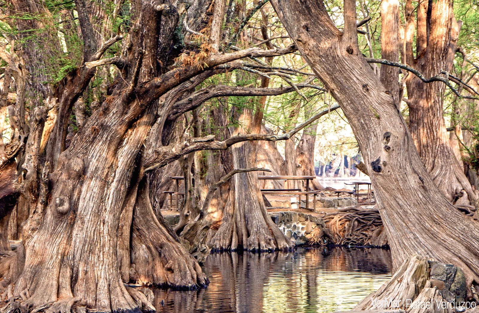 Jaime Ramos Méndez: Sabinos, o ahuehuetes, en el lago Camécuaro ...