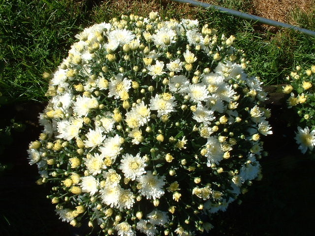 Gardening in Vermont - Perennials and Annuals: Fall Mums in Vermont