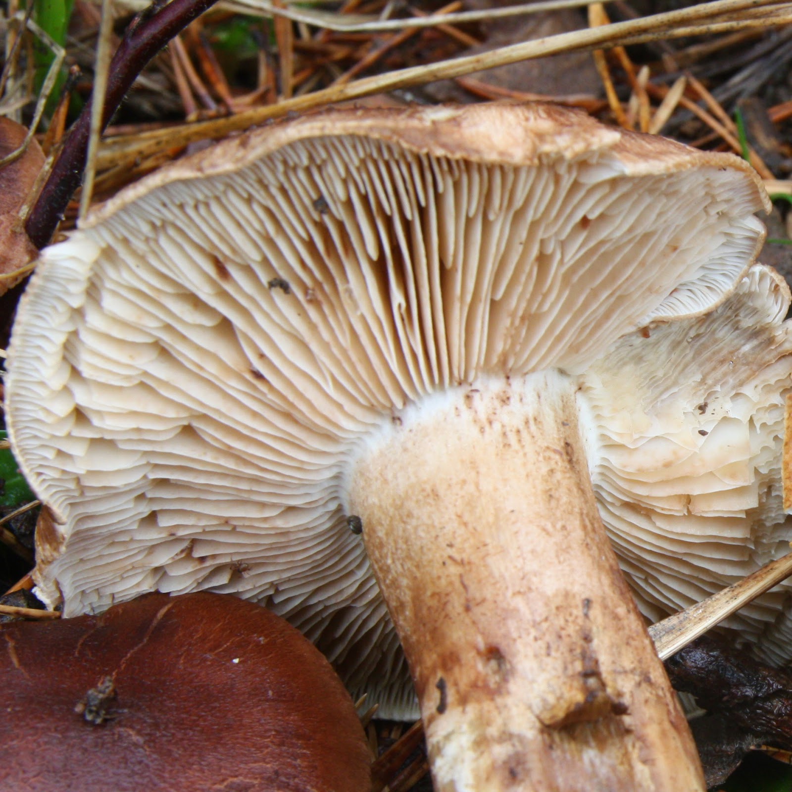 Guía de Setas y Hongos de Navarra.: Tricholoma imbricatum (Fr ex Fr)Kum