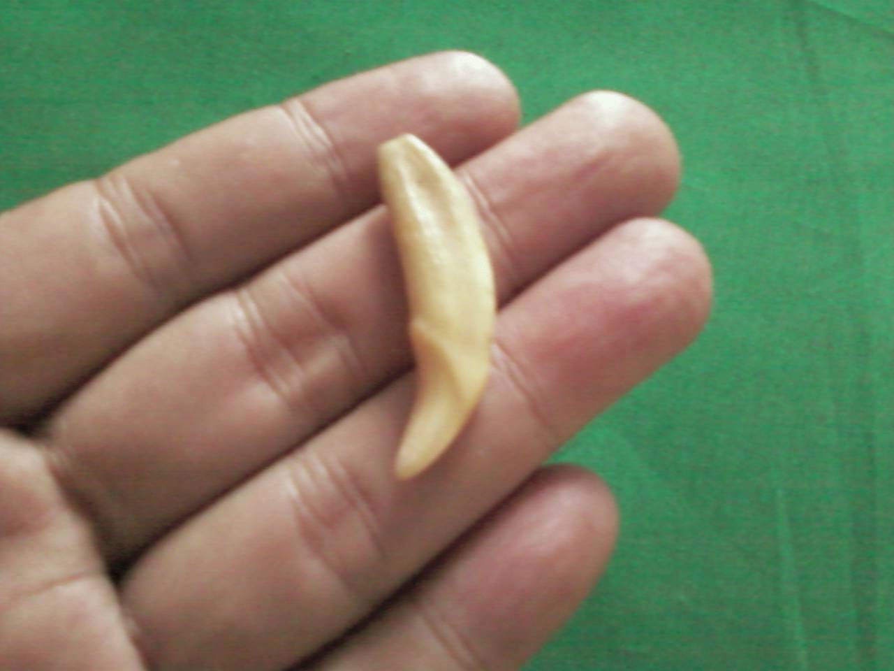 Benda Bertuah Indonesia: TARING BABI