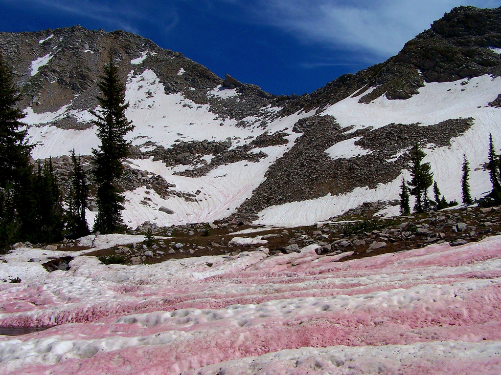 Descubre TU MUNDO: Descubre la fascinante nieve rosa «nieve sandía»