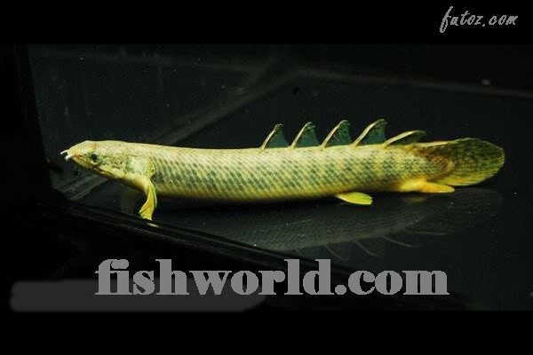 Types of Freshwater Ornamental Fish | FISH WORLDs.com