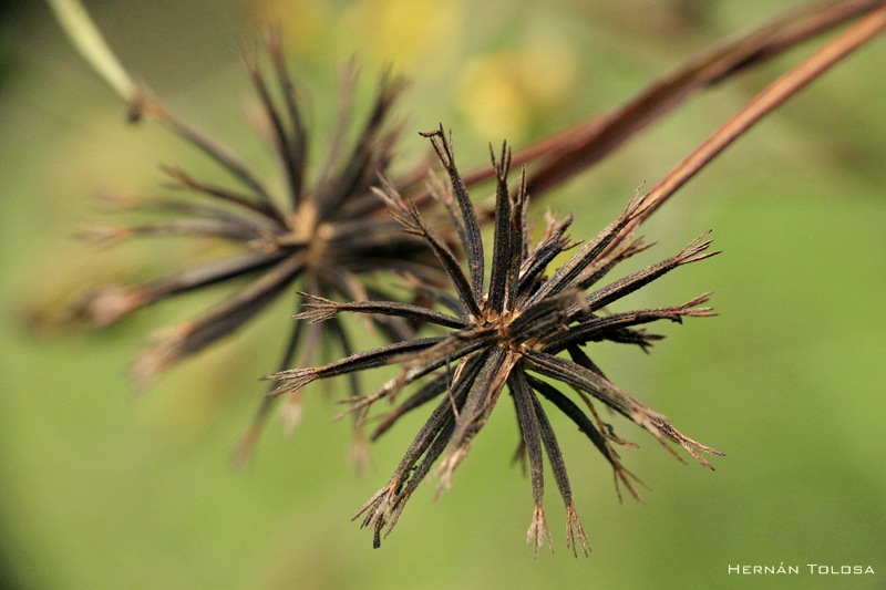 Flora Bonaerense: Amor de viejo (Bidens subalternans)