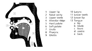 Understanding and Producing English Sounds : Vocal Tract & Speech Organs