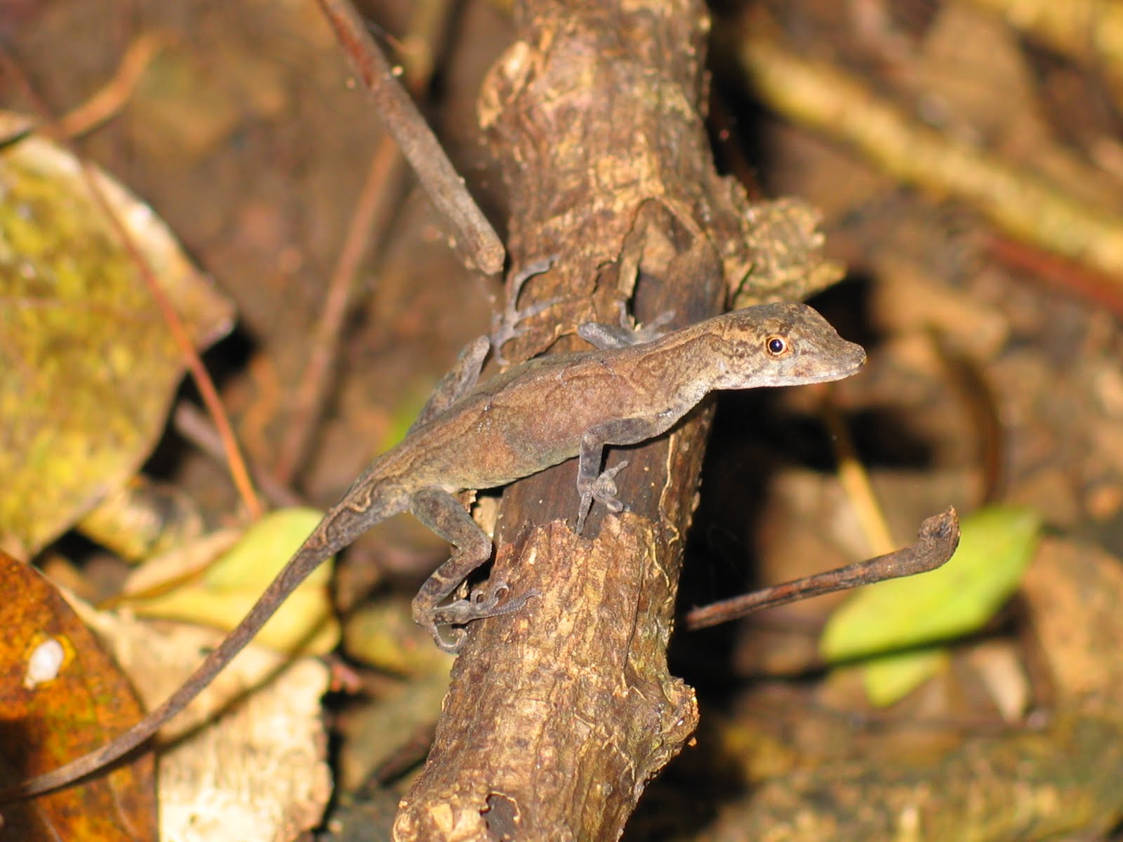 ECOSISTEMAS DE COSTA RICA: BOSQUE TROPICAL SECO DE BAJURA