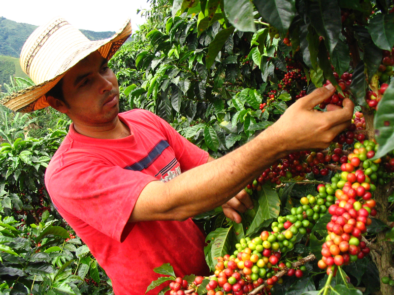 mundo informativo hidalgo: Hidalgo, sexto productor de café