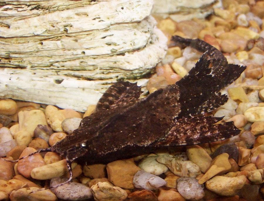 Banjo Catfish - Fishes