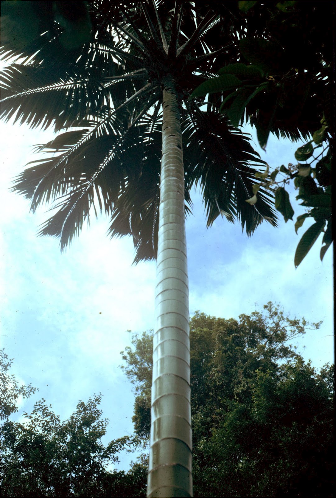 Botany Professor: The Invention and Reinvention of Trees