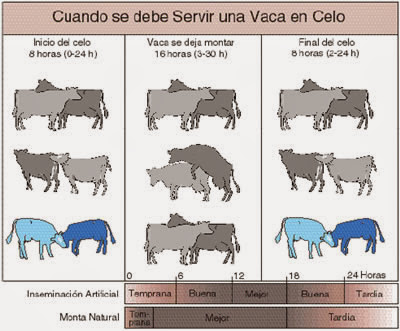 CURSO DE INSEMINACION ARTIFICIAL: CICLO ESTRAL