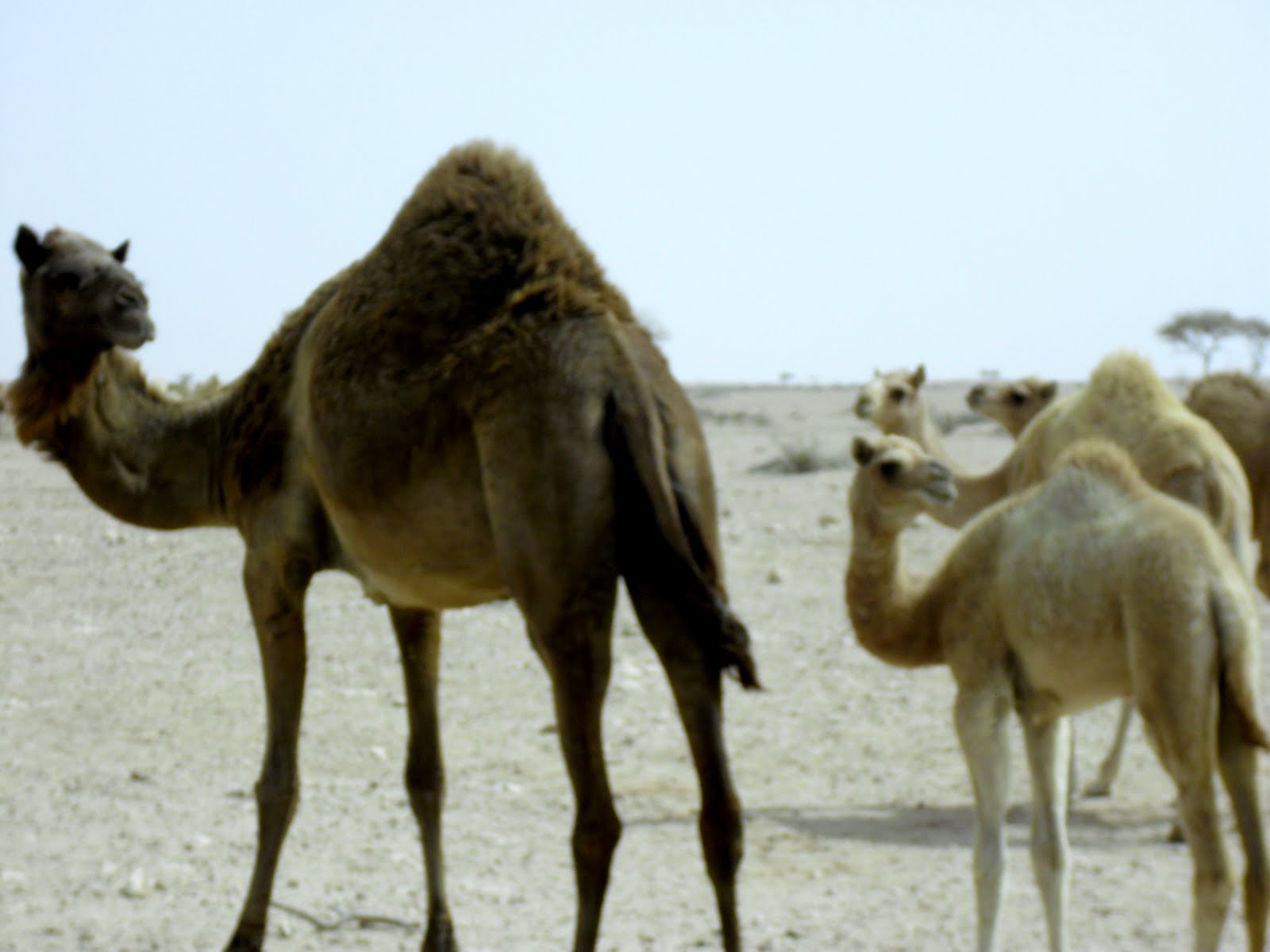 A Little Oryx in Qatar: Camel & Goat Farm near Al Nasraniya