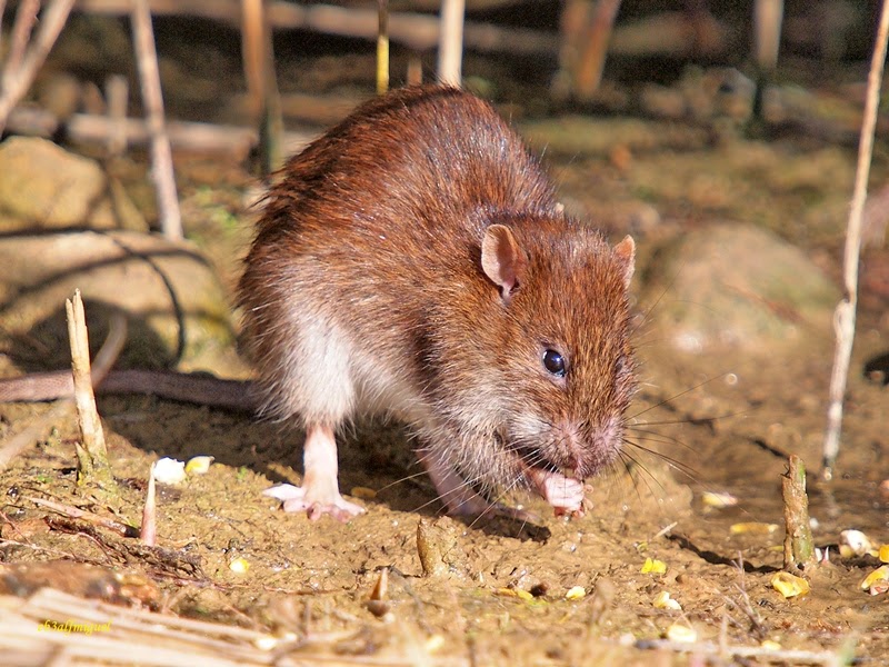Miguel fotografia: Rata Negra (Rattus rattus)