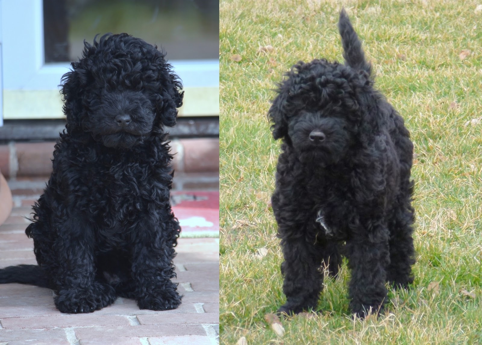 Hickory Tavern Farm Barbet: Barbet Puppy Fun