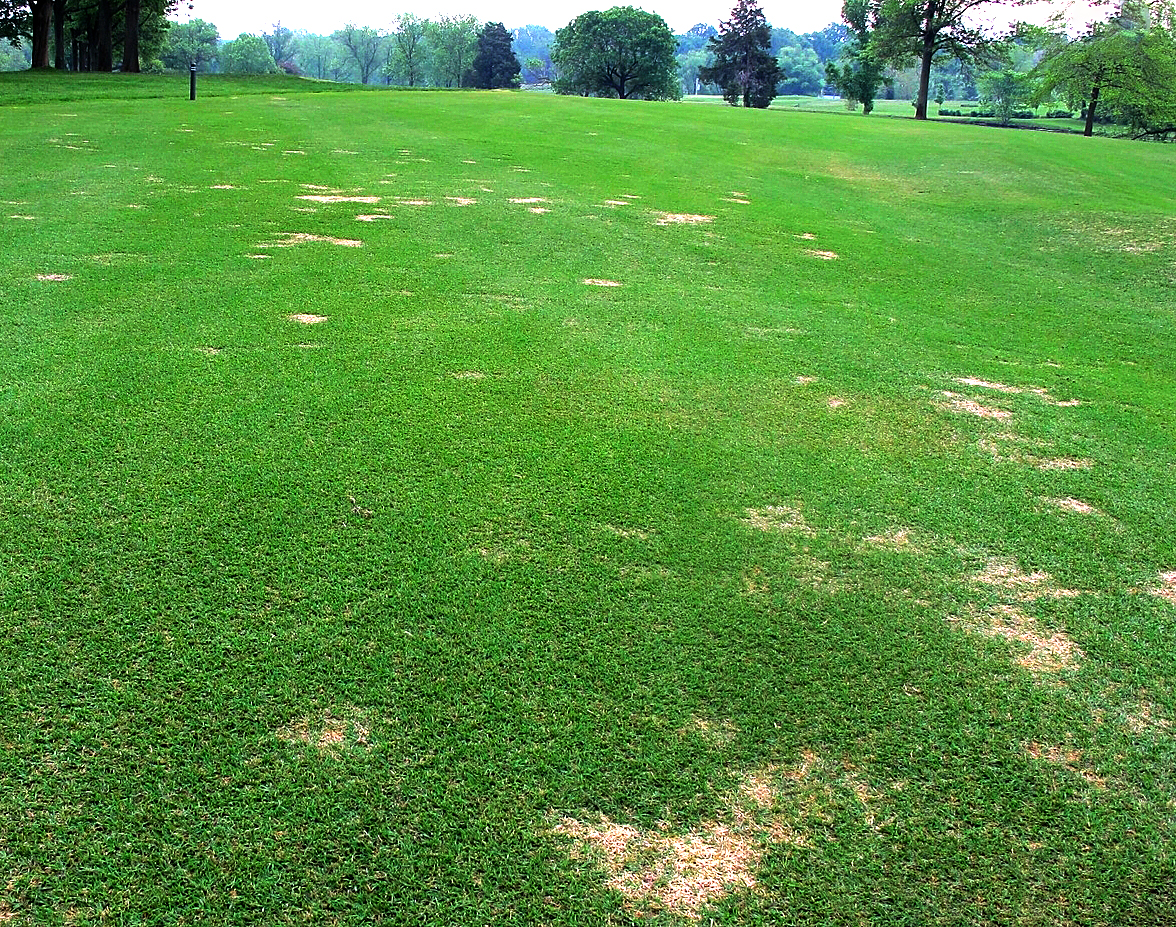 Ask A Master Gardener: Bermuda Lawn Spring Dead Spot