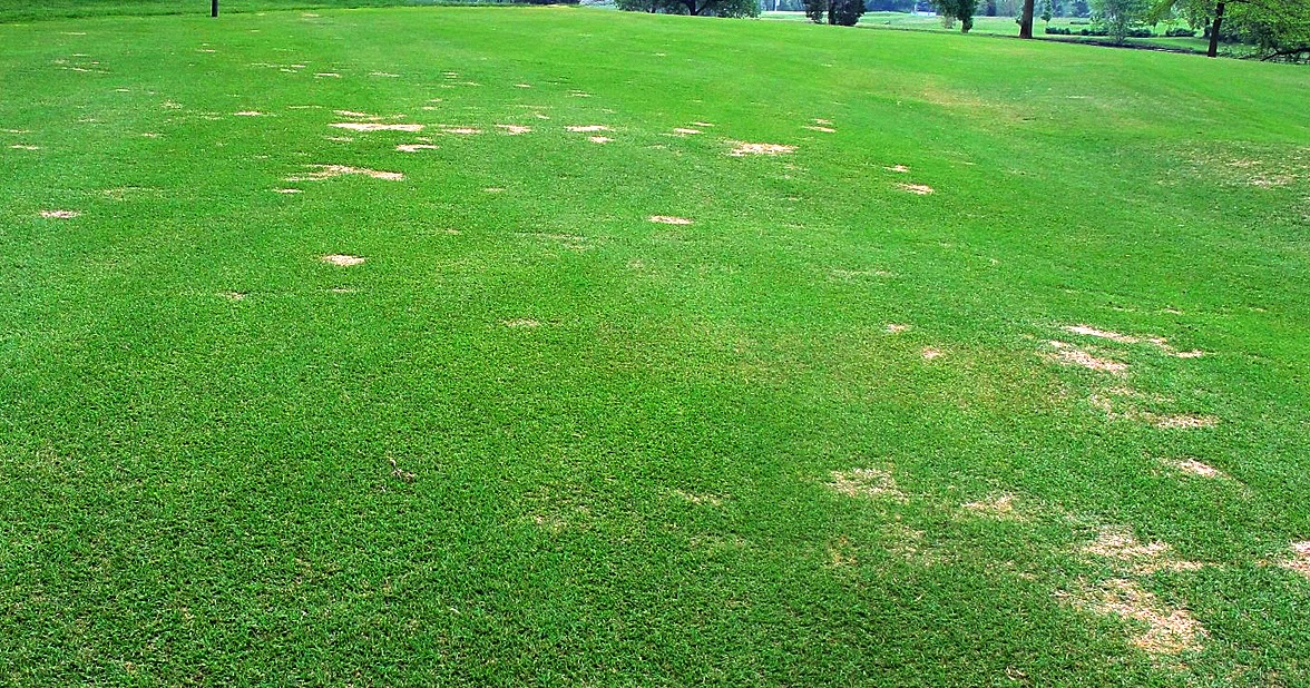 Ask A Master Gardener: Bermuda Lawn Spring Dead Spot