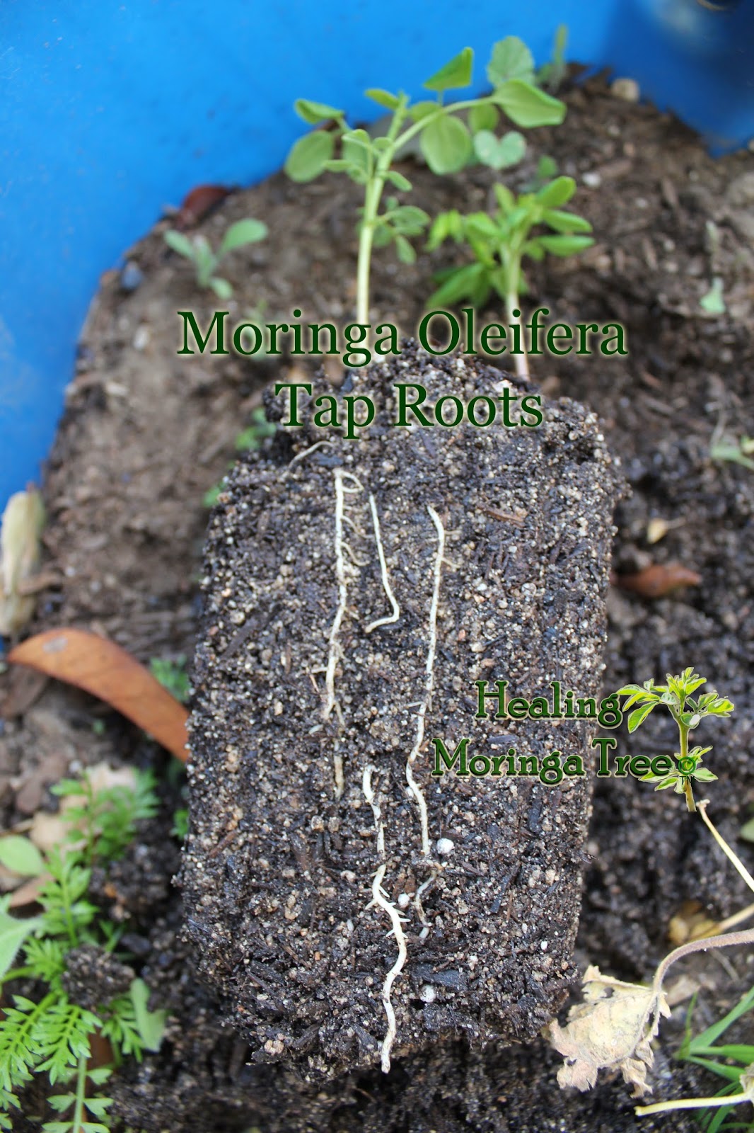 Healing Moringa Tree: Moringa Oleifera Tap Roots!