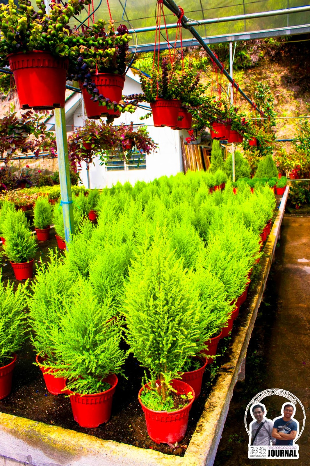 Wandering at The Cactus Point, Cameron Highland