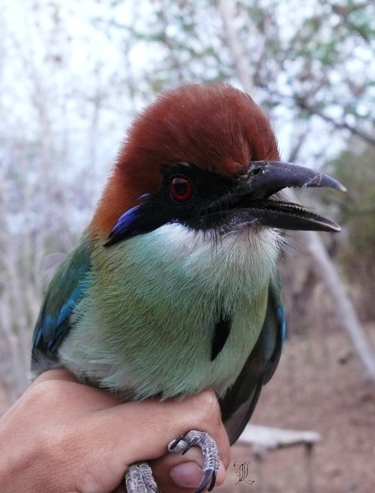 A trip looking for motmot species