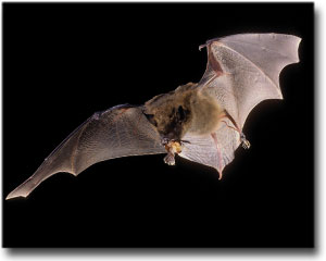 Bats – Outdoor Hour Challenge #49/Summer Series #4 | Harvest Moon by Hand