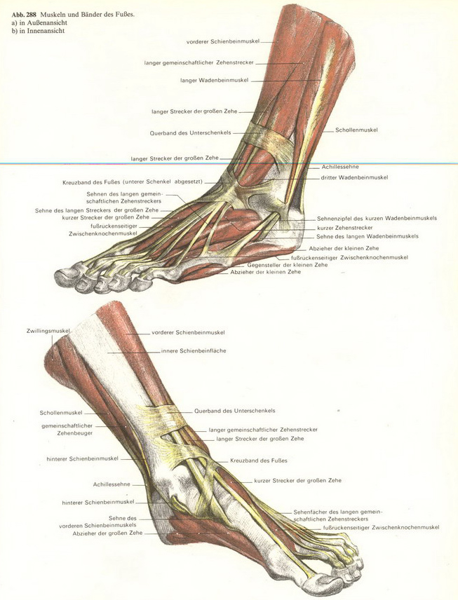 Foundation Figure: Day 14 - Foot