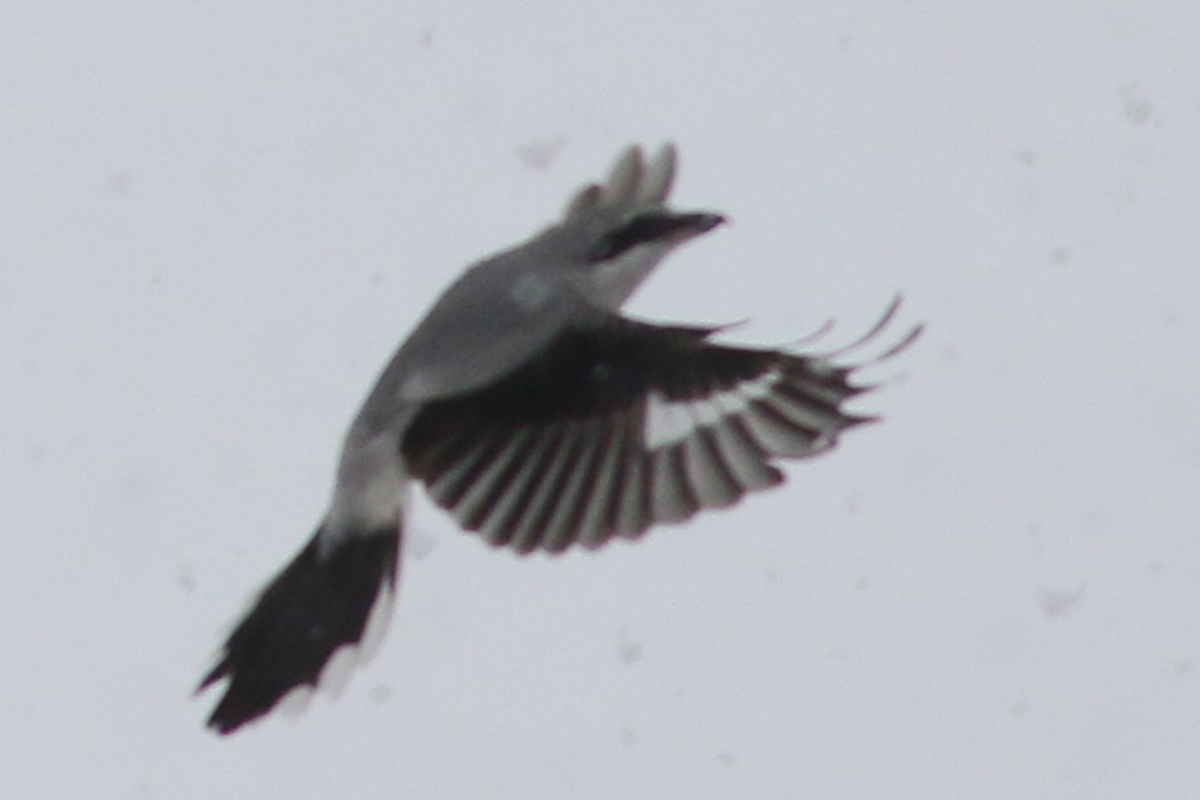 A Northern Shrike in Japan