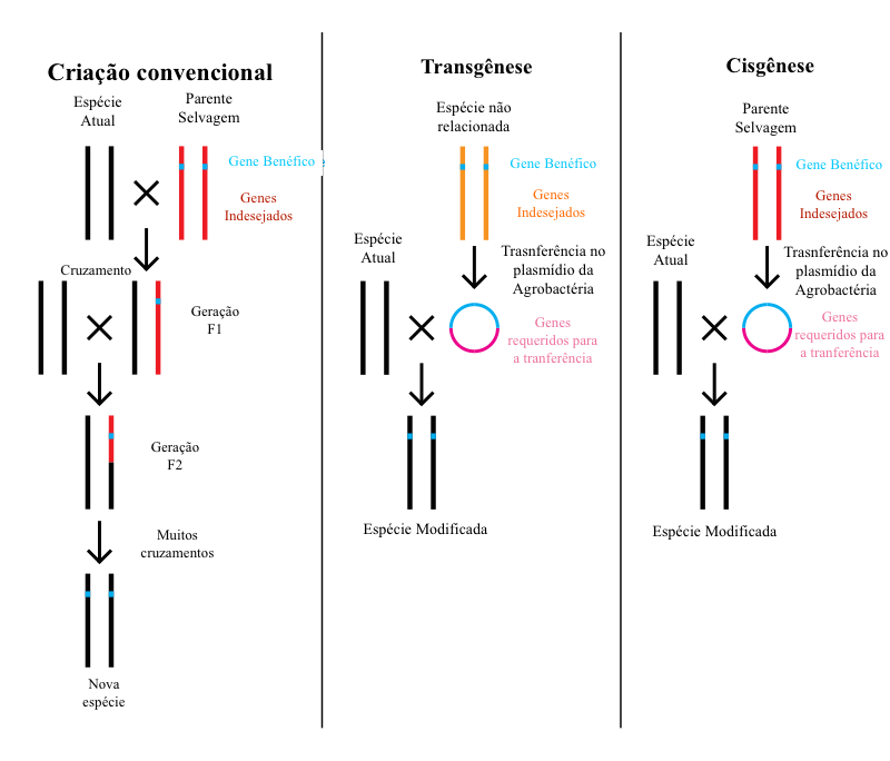 Bioquimicotransgenia: O que são Trangênicos?