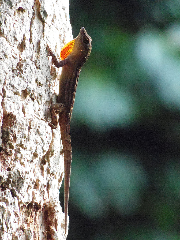 MY CENTRAL FLORIDA IMAGES: A fine art photograph of a common Anole