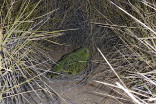 sunshinecoastbirds: Night Parrot Discovered in Goneaway National Park ...