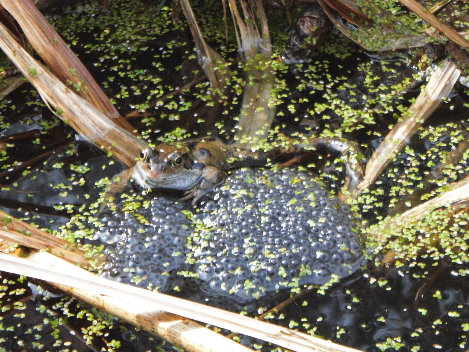 HOME EDUCATION: Rearing and observing tadpoles