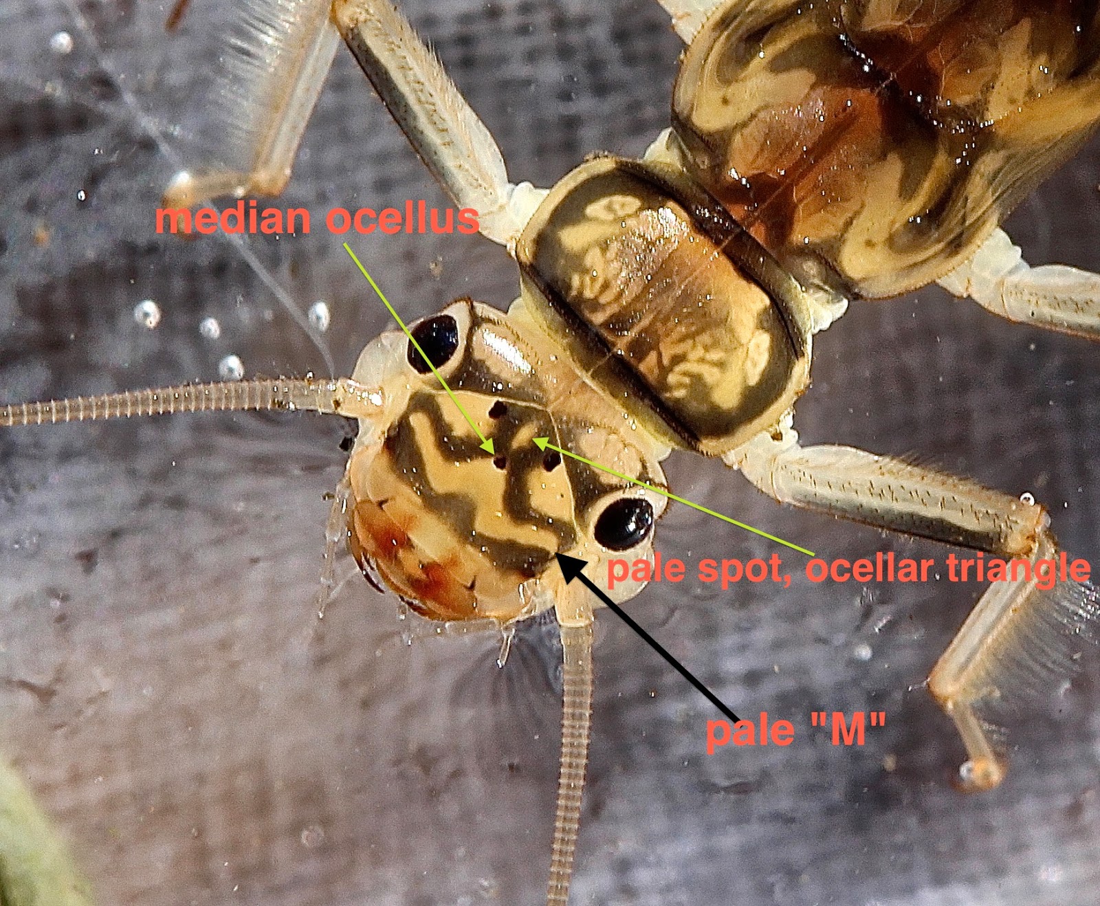 Aquatic Insects of Central Virginia: January 2014