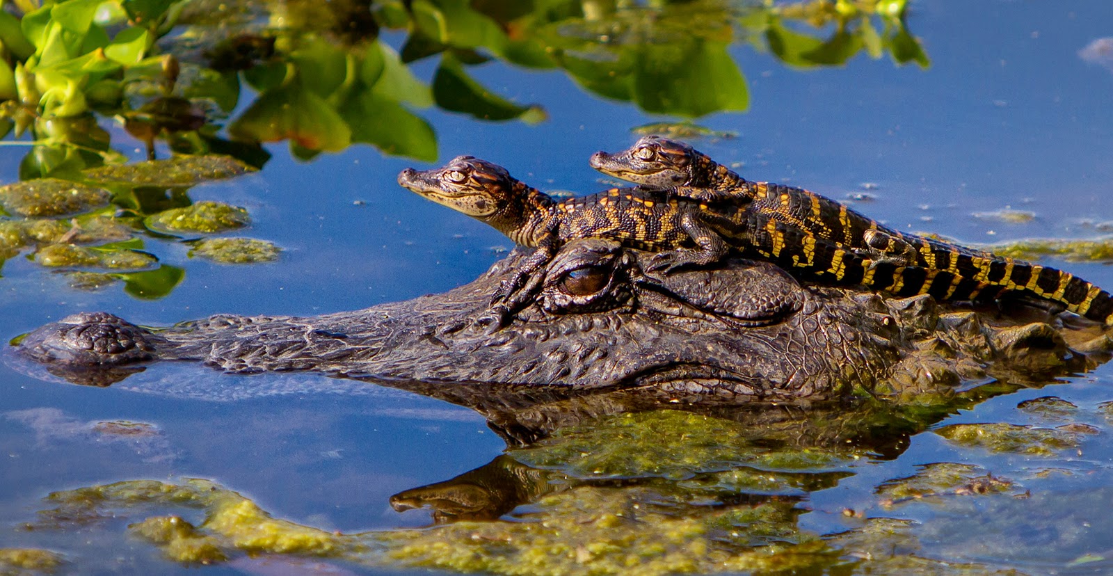 Paper Papers: También hay lectores y periodistas cocodrilos