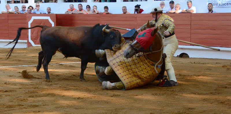 Tyrosse : de l'intérêt du toro manso ou manso con casta