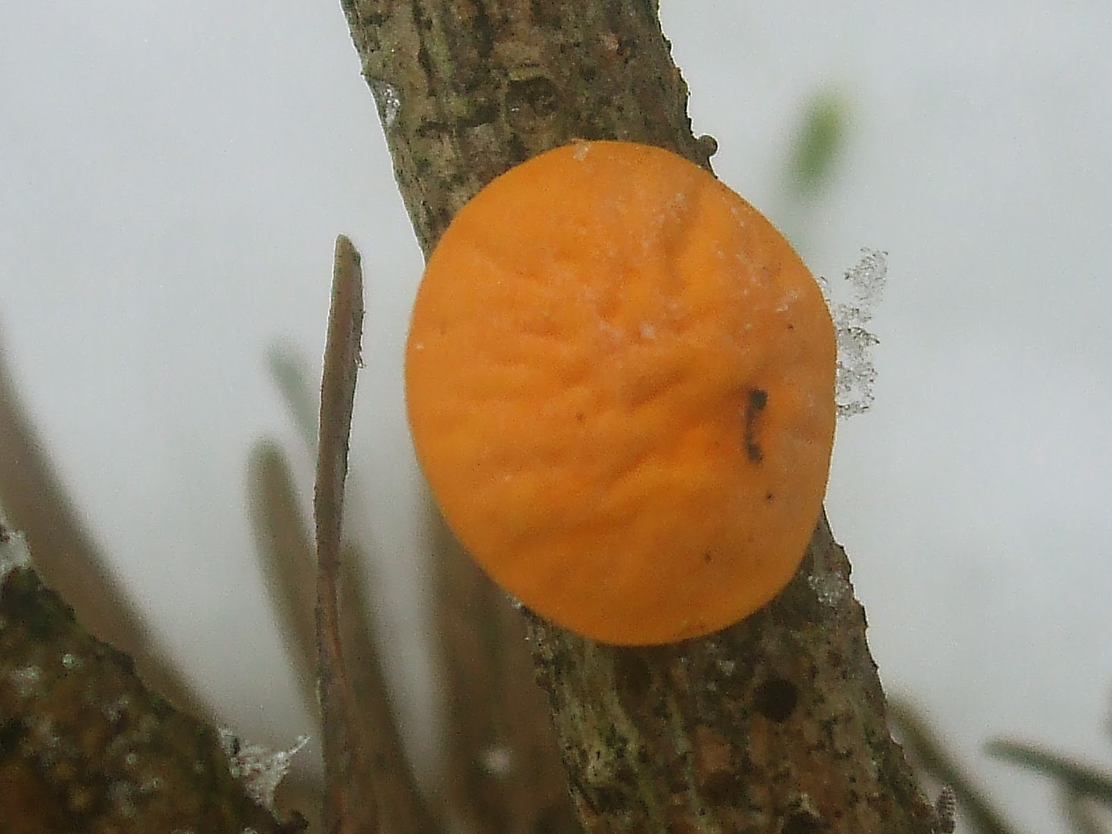Calderdale Fungi - Halifax Scientific Society - Mycology Section: Fir ...