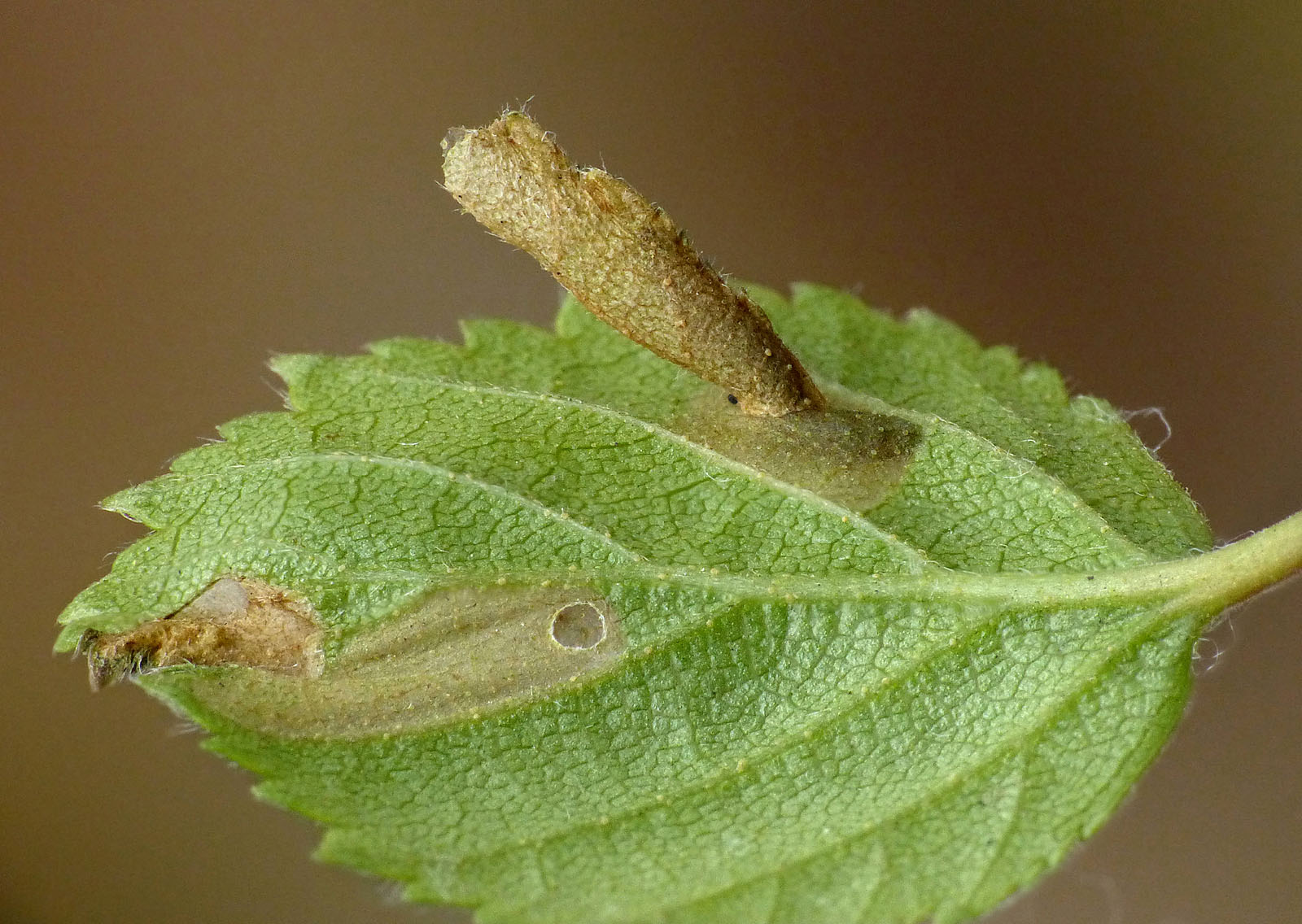 Charlie's moths of Calderdale.: COLEOPHORIDAE: 1 - 45