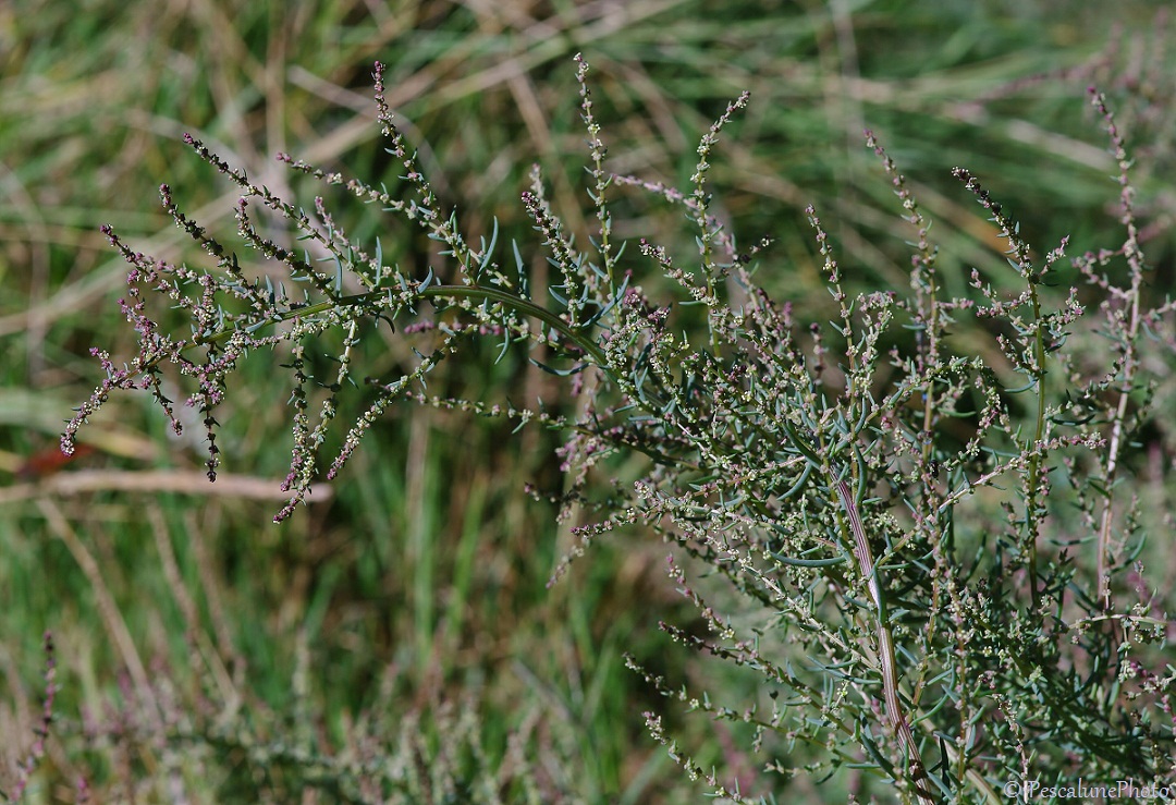 Flore de Camargue: Suaeda vera, Soude ligneuse