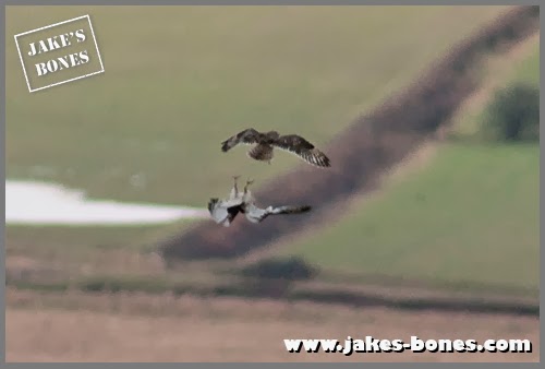 The amazing owl fight in photos : Jake's Bones