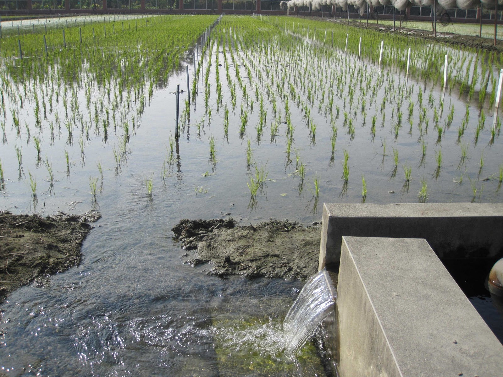 Estudiando Agricultura en Taiwán: Bordas y estructuras de riego en arroz