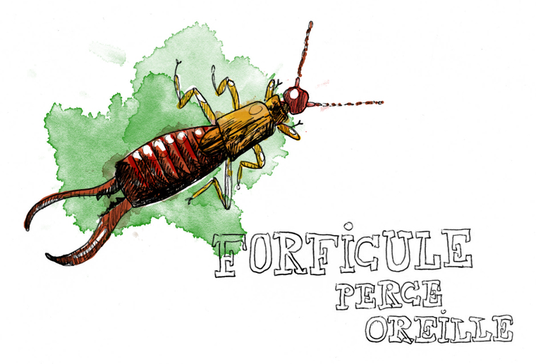 Le Perce-Oreille | pissenlit