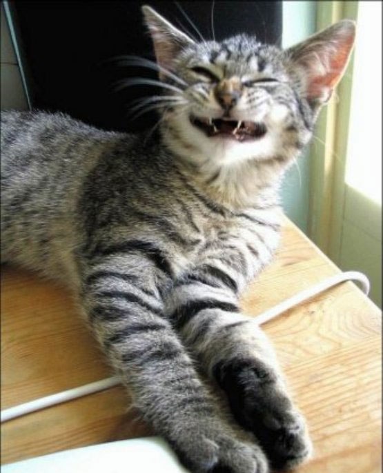 animal cold cute: Smiling Cats - Cool and Funny Photos