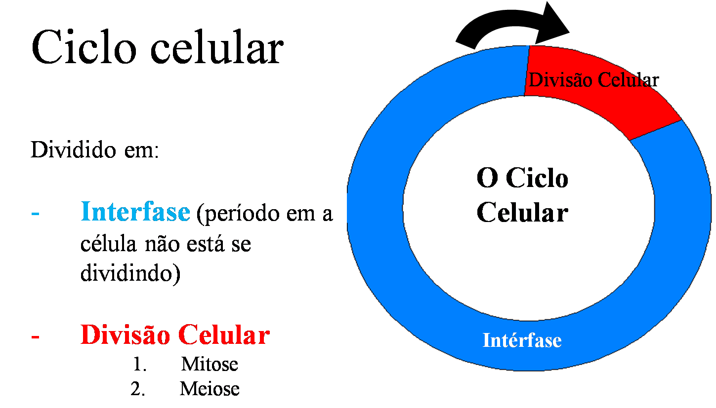 Ciências e Biologia - Prof.ª Biól. Rosalia : Aula divisão celular (1º ...