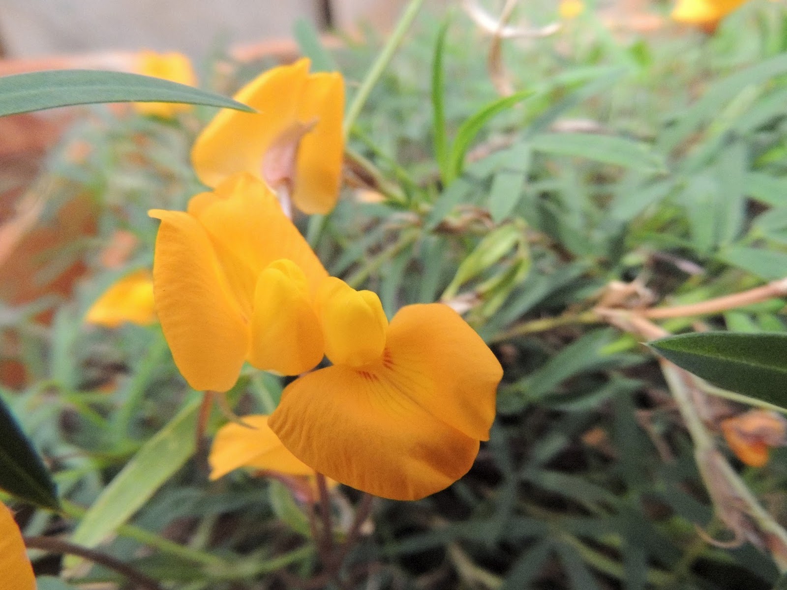 Fabaceae - Leguminosae no Brasil: Papilionoideae
