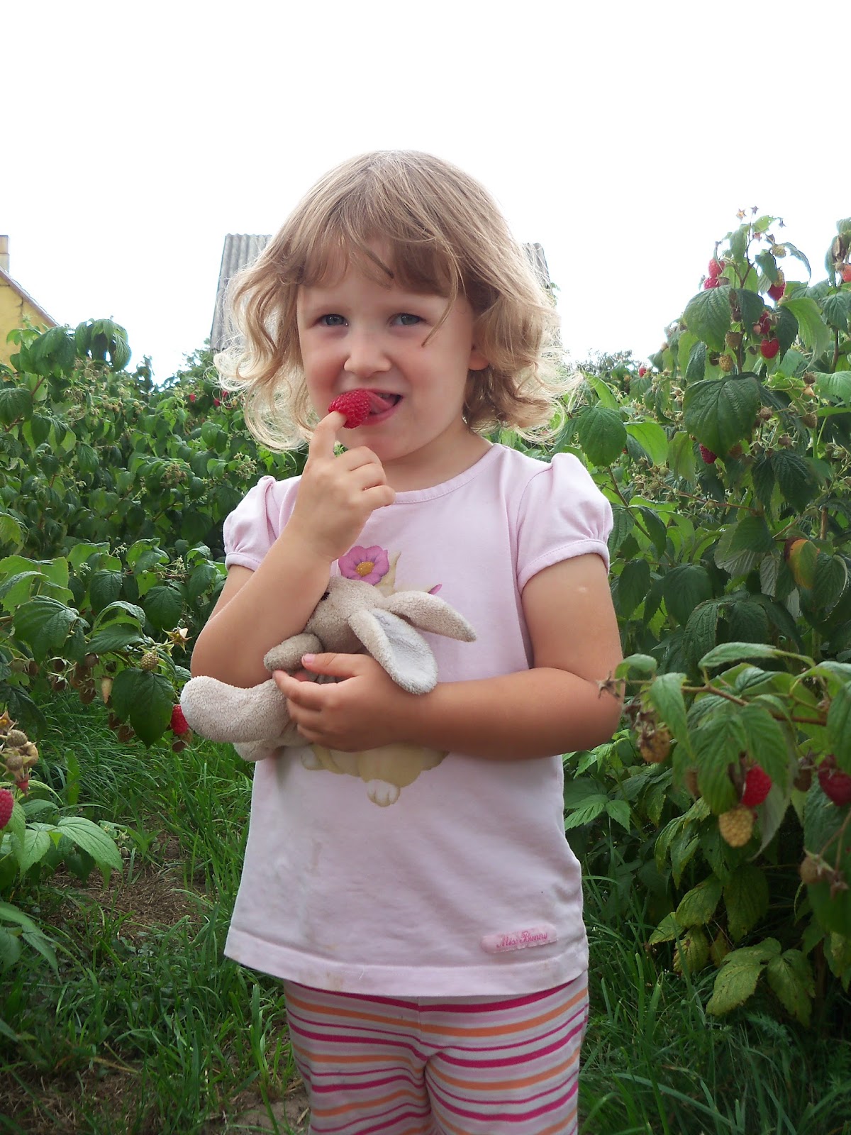 avietėlė: MANO GYVENIMAS AVIETYNE