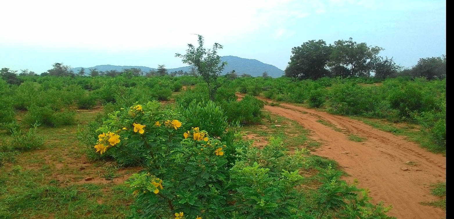 Tamilnadu Tourism: Ponnaniyaru Dam